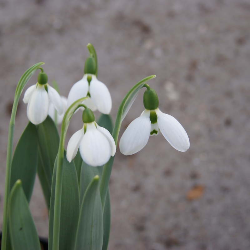 Galanthus (Snowdrops) | Nijssenbulbs.com | Official site of Peter C ...