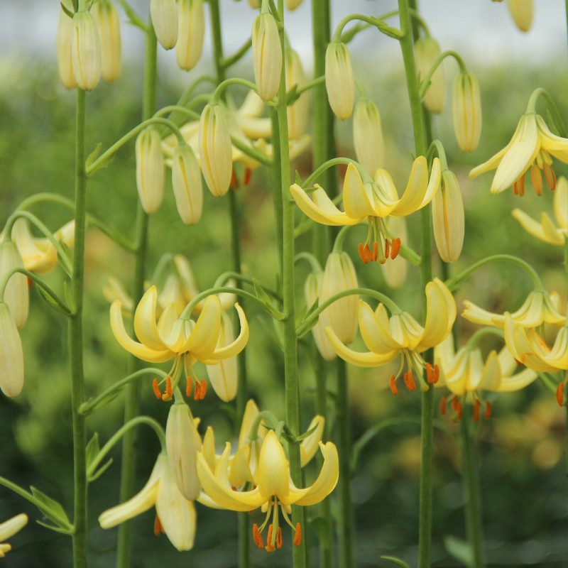 Lilium | View the special types | Nijssenbulbs | Official site of Peter ...