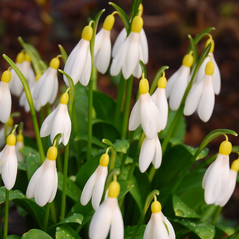 Galanthus uit Engeland | Official site of Peter C. Nijssen