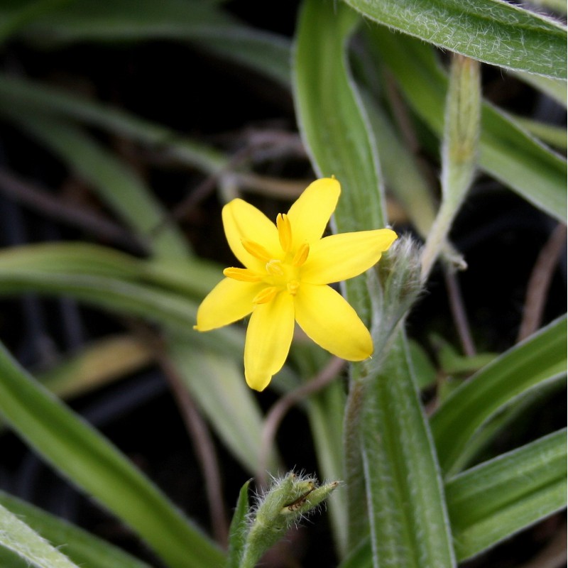 Rhodoxis and Rhodohypoxis | Official site of Peter C. Nijssen