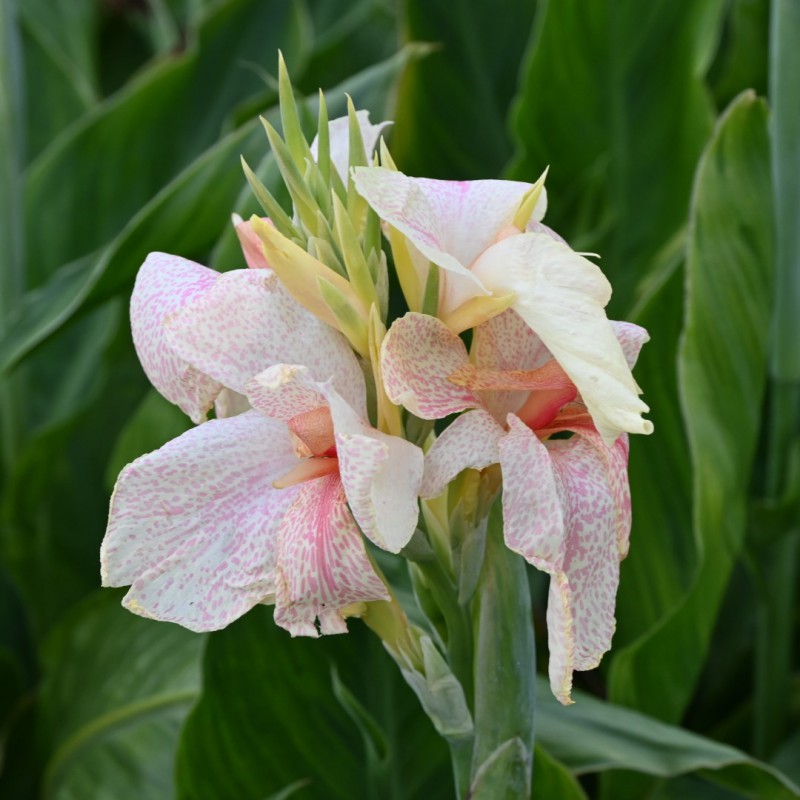Canna | Official site of Peter C. Nijssen