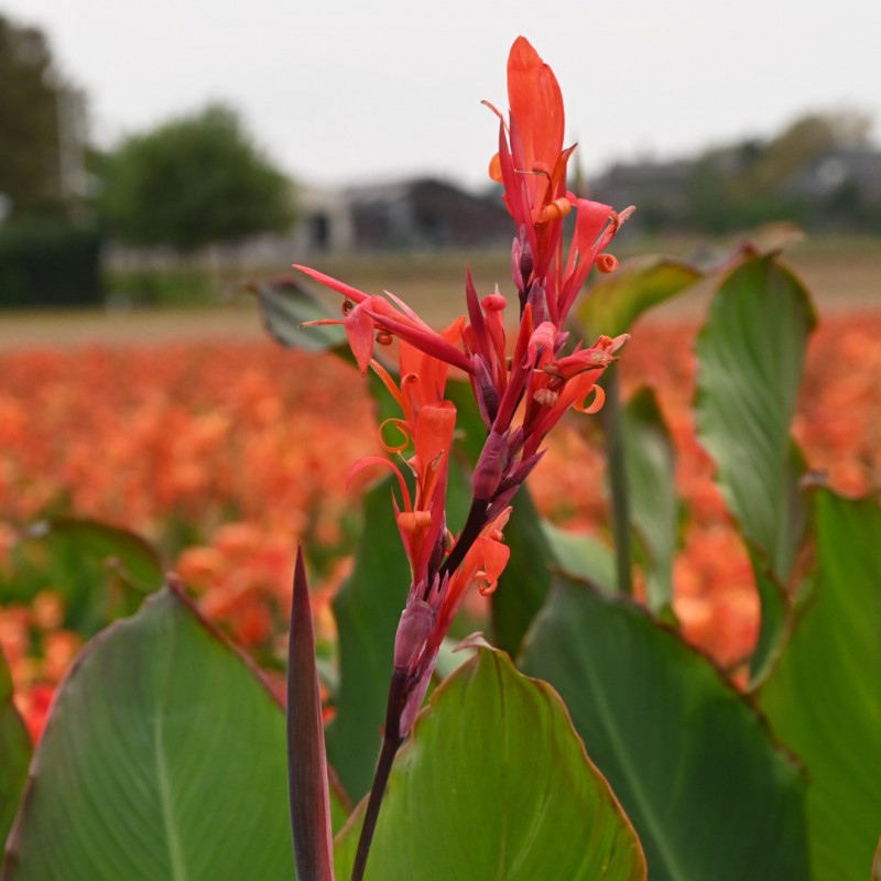 Canna | Official site of Peter C. Nijssen