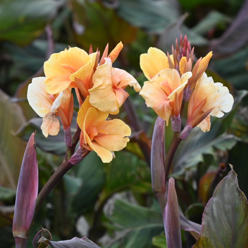 Canna | Official site of Peter C. Nijssen