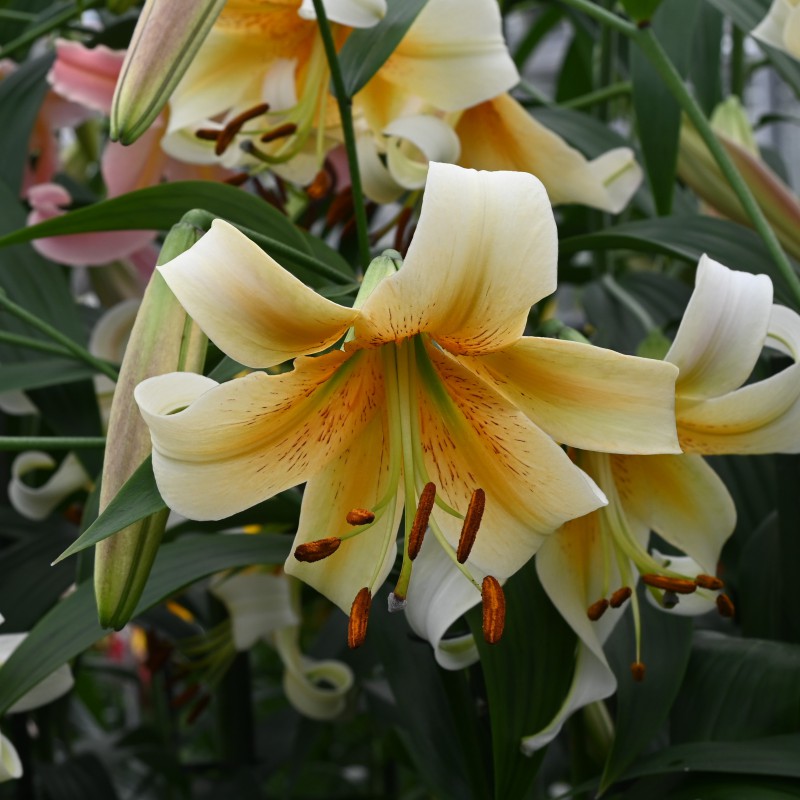 Lilium | View the special types | Nijssenbulbs | Official site of Peter ...