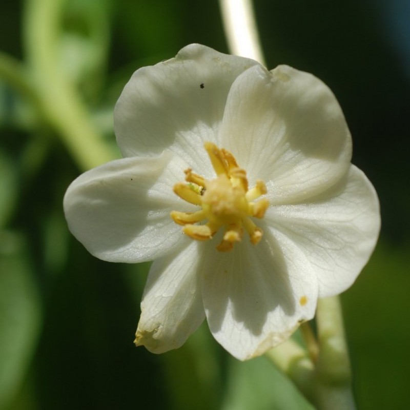 Sinopodophyllum hexandrum var. chinense