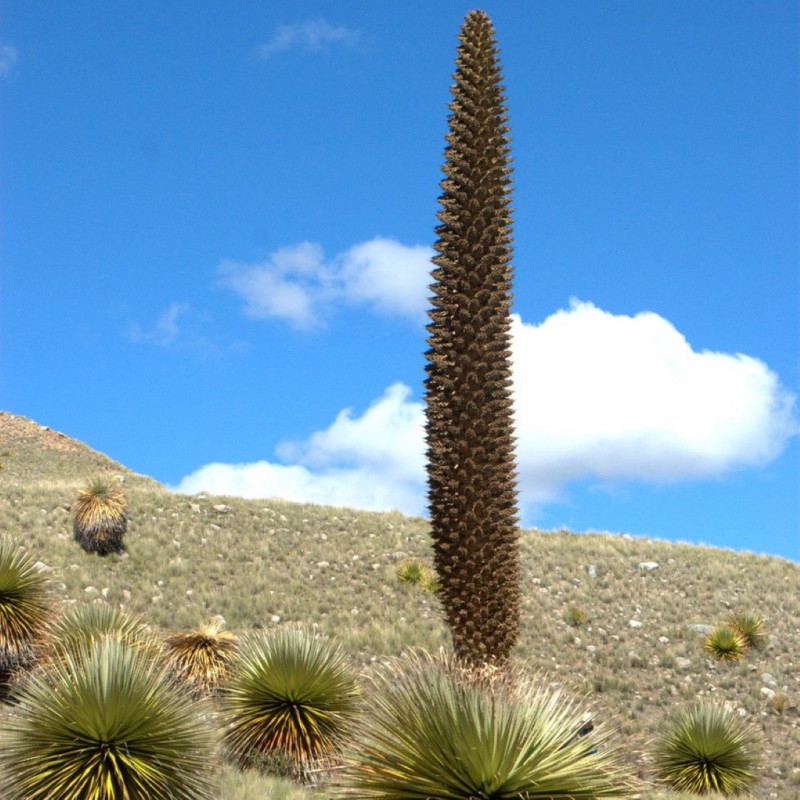 Puya raimondii