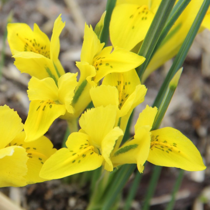 Iris | Official site of Peter C. Nijssen
