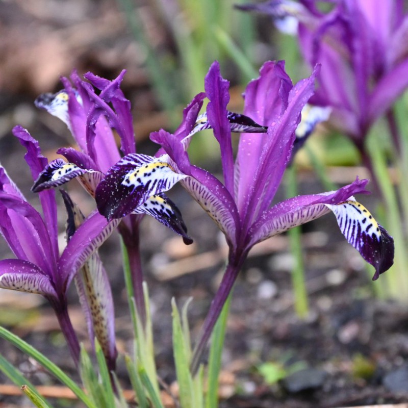 Iris reticulata 'Spot On' | Official site of Peter C. Nijssen