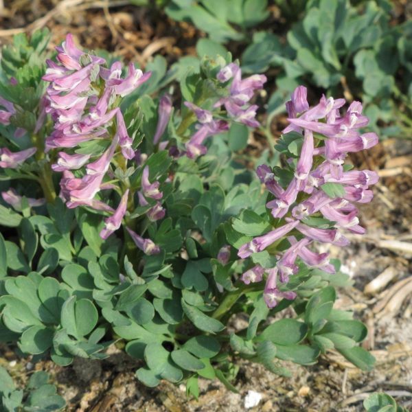 Corydalis