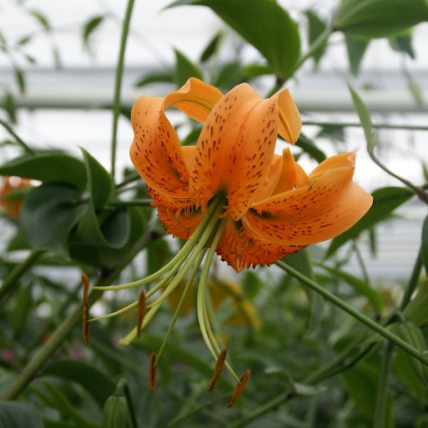 Lilium | View the special types | Nijssenbulbs | Official site of Peter ...