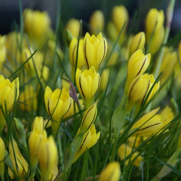 Ipheion | Official site of Peter C. Nijssen