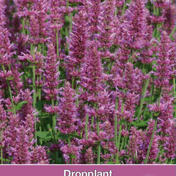 Agastache hybrida 'Arcado Pink' -zaden- | Official site of Peter C. Nijssen