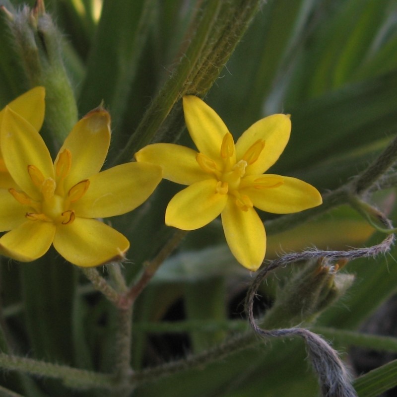 Rhodoxis and Rhodohypoxis | Official site of Peter C. Nijssen