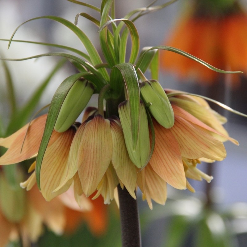 Fritillaria CROWN | Official site of Peter C. Nijssen
