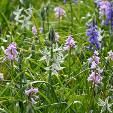 Historicalbulbs | Official site of Peter C. Nijssen